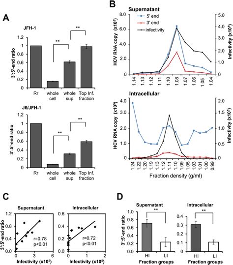 Characteristics Of Hcv Rnas In Infected Cells And Culture Download