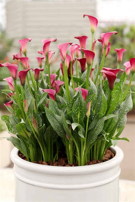 Lilies Growing In Containers How To Plant Grow And Care Asiatic