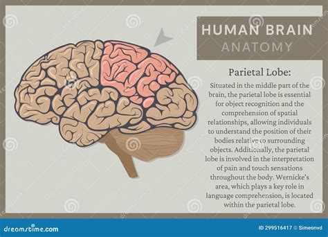 Structure Of The Cerebrum Anatomical Poster The Location Of The Brain In The Head Vector