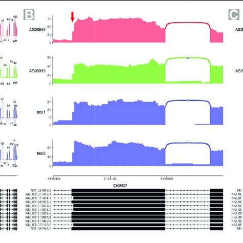 Sashimi Plots Of Rna Seq Data Of Four Individuals A Quantitative Download Scientific