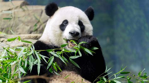 More Pandas Will Be Headed To The Us Chinas Xi Suggests Cbc News