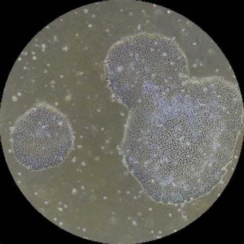 Single Cell Cloning Cellected