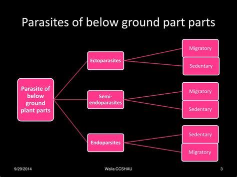 Ppt Lecture 5 Classification Of Nematodes On The Basis Of
