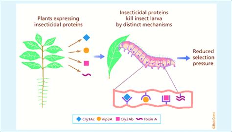 expression of insecticidal proteins are fundamentals in insect