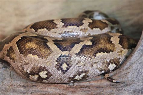 Twisted Indian Python Stock Image Image Of Tailed Reptile 273089965
