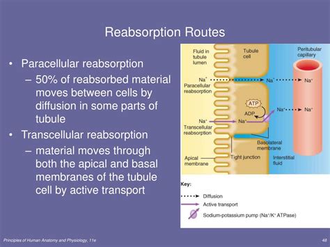 Ppt Chapter 26 Powerpoint Presentation Free Download Id4136833