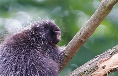 عجیب‌ترین آیین‌های جفت‌گیری در دنیای حیواناتعکس