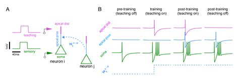 Pnas速递｜第四代神经网络：树突计算模型 集智俱乐部
