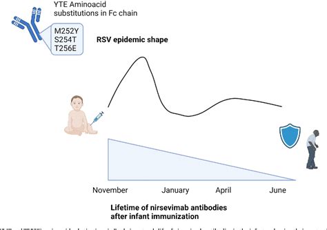 Figure 1 From Potential Effects On Elderly People From Nirsevimab Use In Infants Semantic Scholar