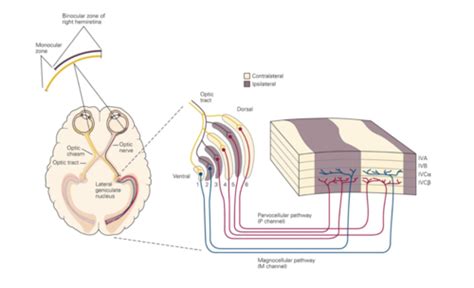Lecture 5 Lgn And V1 Flashcards Quizlet