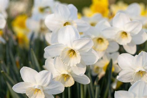 March Birth Flower Daffodil And Jonquil Birthday Month Flowers Guide