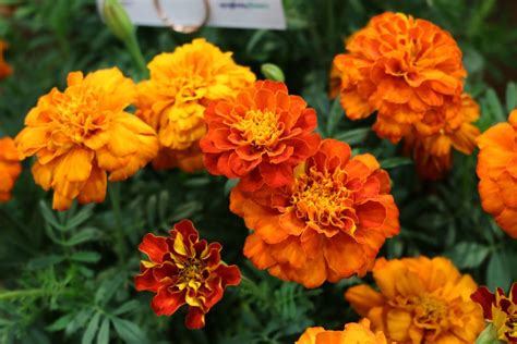 Pros And Cons Of Four Types Of Plant Breeding Greenhouse Grower