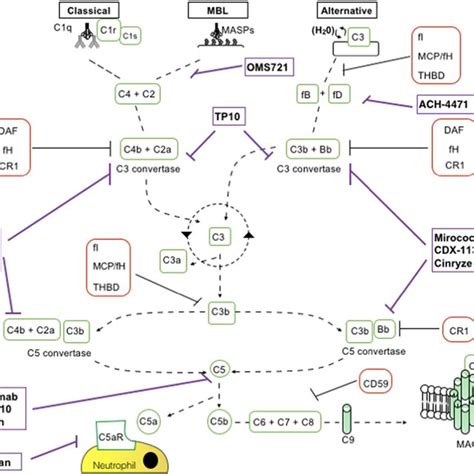 schematic representation of complement activation pathways and