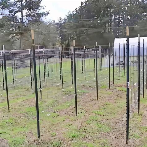 How To Make A Diy Bean Trellis That Lasts
