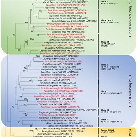 Phylogenetic Tree Showing The Relationship Of The Polyketide Synthases Download Scientific