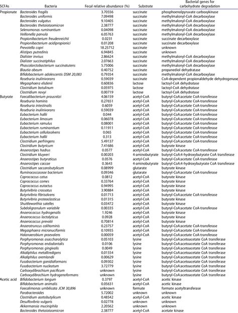 Scfa Producing Bacteria In Human Gut Download Scientific Diagram