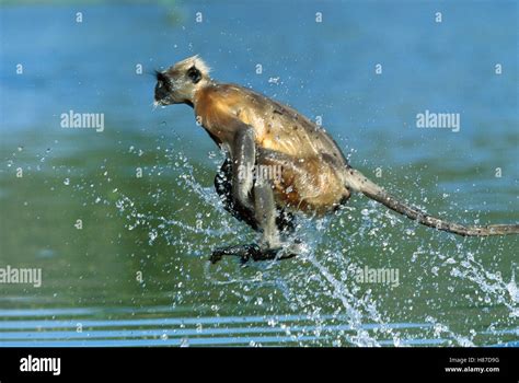 Hanuman Langur Semnopithecus Entellus Crossing A River Rajasthan
