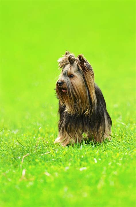 Dog Stock Image Image Of Purebred Black Canine Collar 157066077