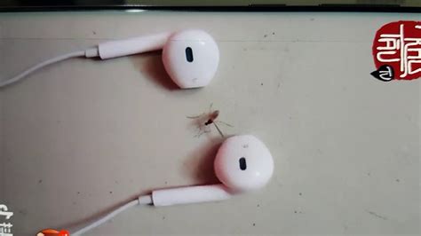 💢💢💢 몹씨 고문 당하는 모기 웃기는 동영상~~~~~💢💢💢💢 Youtube