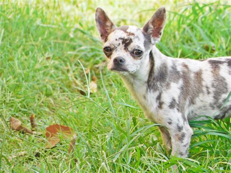 Apple Head Chihuahua Puppies Chichibabies Chihuahuas