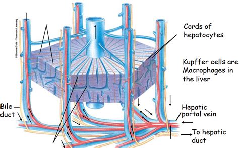 Chapter 7 Digestive System Bs2001 Physiology