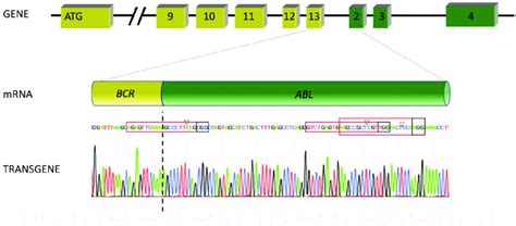 Schematic Representation Of Bcrabl Fusion Transgene Sequences Of