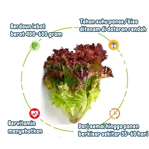 Biji Selada Merah Ws Aneka