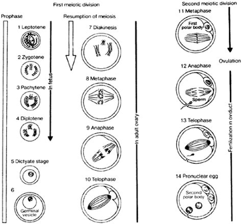 Oocyte Maturation Oncohema Key