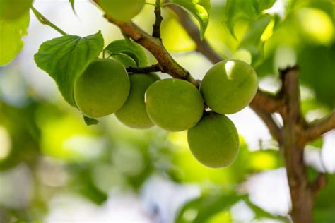 梅を正しく処理して美味え梅仕事農林水産省