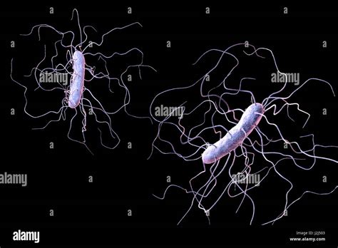 C Diff Spore Forming Boscamp