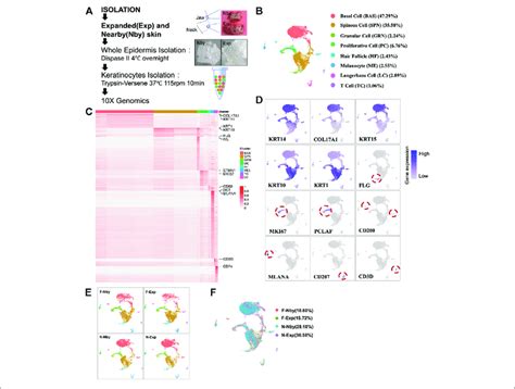 Scrna Seq Reveals Similar Cell Type Composition In Epidermal