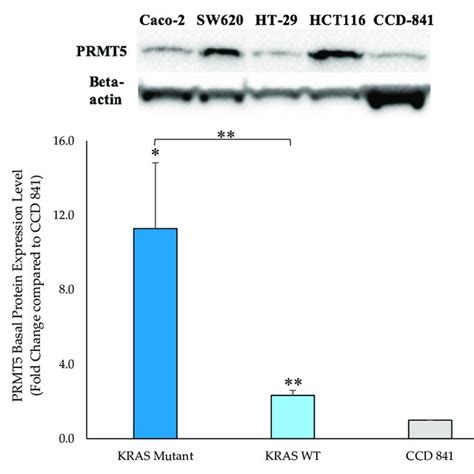 Prmt5 Inhibitor Treatment Is Shown To Affect Apoptosis In The Kras