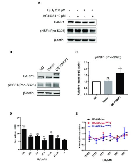Parp1 Was Closely Related To Hsf1 In Latent Reactivation A Ach2