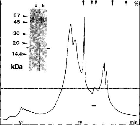 Hpgpc Elution Profile Of An Extract Of 400 Brains From T Tessulatum At