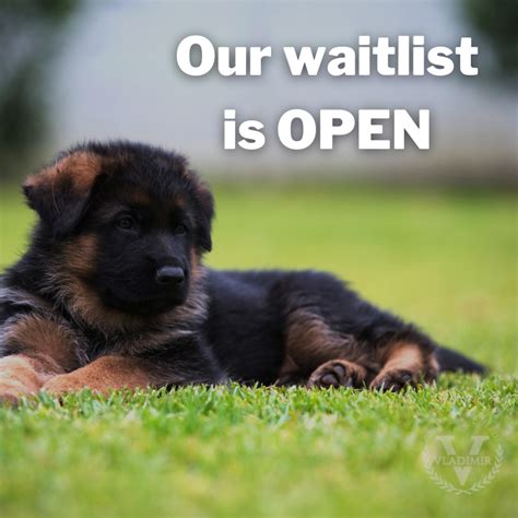 Vladimir German Shepherds ♡ Our Waitlist Is Now Open ♡ We Have Some