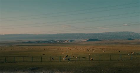 가축 경치 고요한 골짜기 농업 농촌의 대초원 들판 먼 지역 목가적인 몽골 고원 방목 방목장 산 수평선