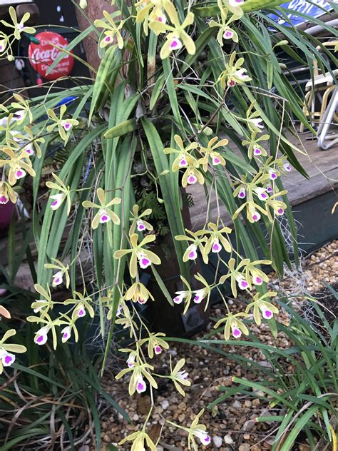 Encyclia Tampensis Florida Butterfly Orchid