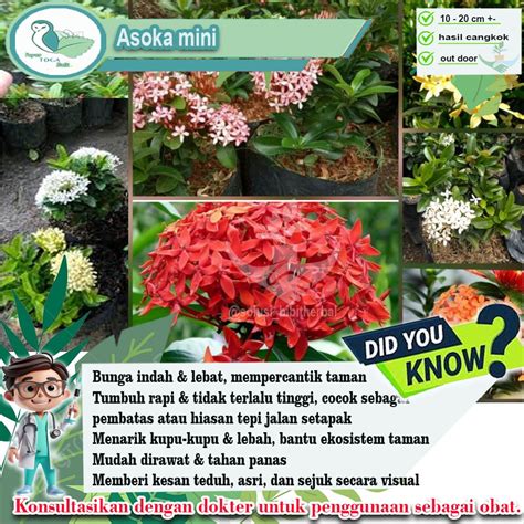 Jual Asoka Mini Bunga Kecil Dengan Keindahan Yang Memikat Shopee Indonesia