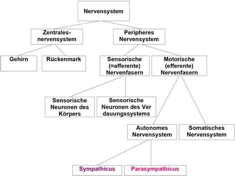 Nervensystem Lehrtafel Das Nervensystem 122205 Das Pns Liegt