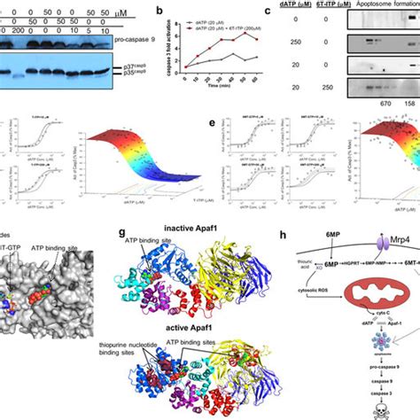 Thiopurine Nucleotide Triphosphates Of 6 Mp Enhance Leydig Cell Death