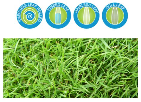Grass Ident Features Flashcards Quizlet