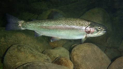 Officials Discover One Of The Rarest Fish In America Thriving In