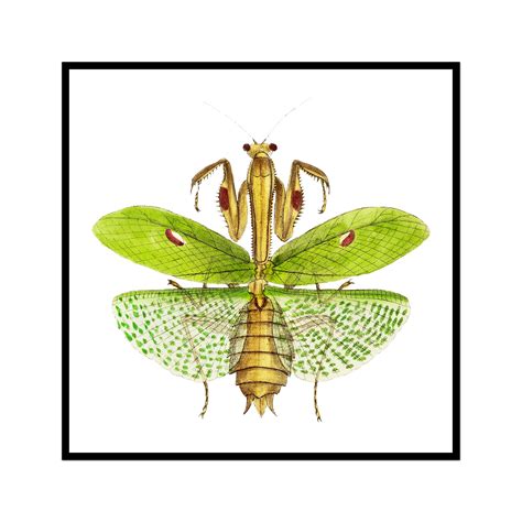 Praying Mantis Scientific Illustration
