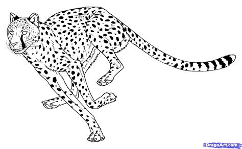 How To Draw Cheetahs Cheetah Cat Step 15 Cheetah Drawing Line