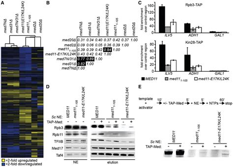 Med1122 Is A Functional Mediator Submodule In Vitro And In Vivo A Download Scientific