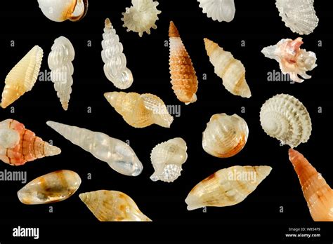 Different Snail Shells