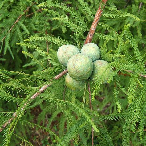 Bald Cypress Tree Flowers Best Flower Site Bald Cypress Tree Flowers Best Flower Site