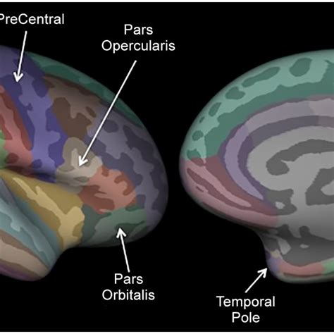 Freesurfer Regions The 35 Cortical Regions On The Right Hemisphere Are