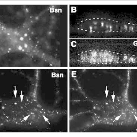 Pdf Assembly Of Active Zone Precursor Vesicles Obligatory