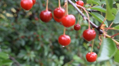 КАК МЫ СОБИРАЛИ ВИШНЮ И ШЕЛКОВИЦУ Youtube